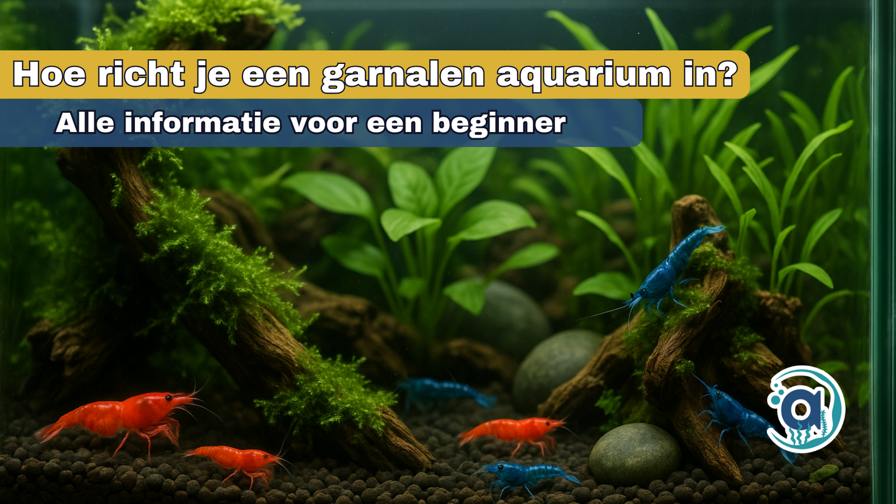 Hoe richt je een garnalen aquarium in? Beginners gids – Aquania