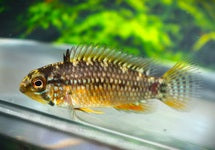 Apistogramma Sp. Vielfleck – Aquania