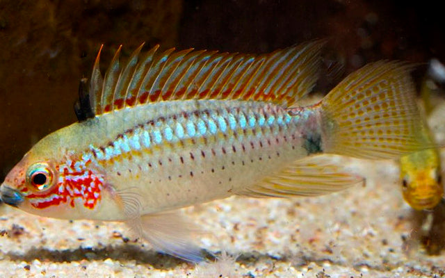Apistogramma Eremnopyge – Aquania