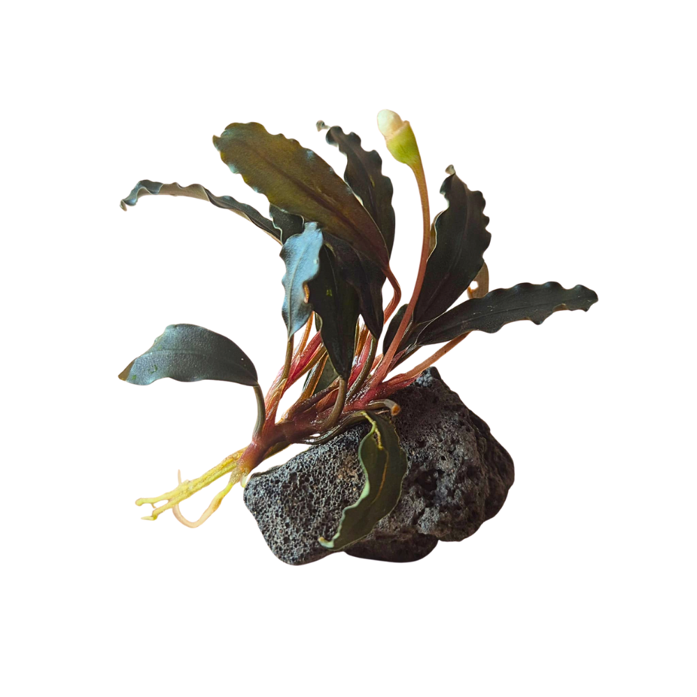 Bucephalandra brownie Ghost Ulu Kapus op lavasteen kopen? – Aquania