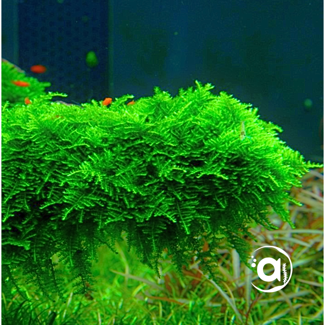 Christmas Mos (van hoge kwaliteit) kopen? - Aquania