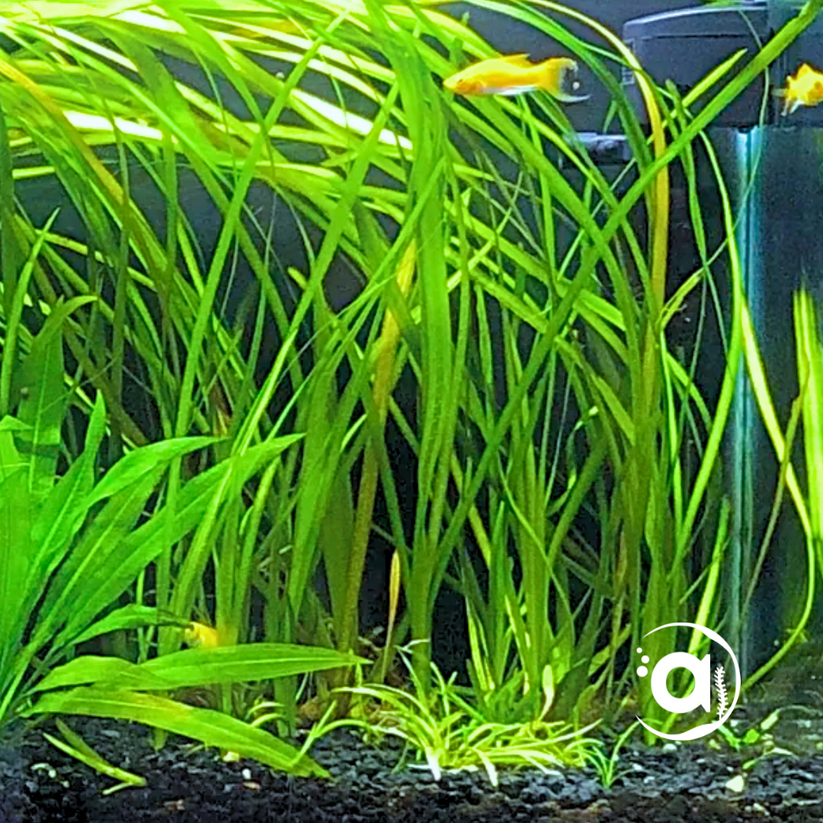 Vallisneria Spiralis (van hoge kwaliteit) kopen? - Aquania