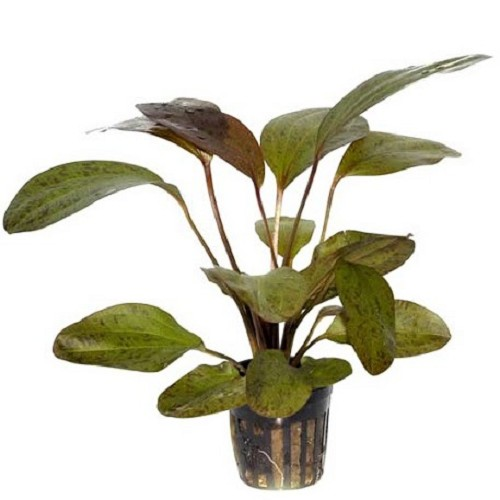 Echinodorus Ozelot Rood (van hoge kwaliteit) kopen? - Aquania