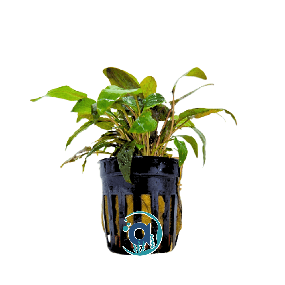 Cryptocoryne Walkerii (van hoge kwaliteit) kopen? - Aquania